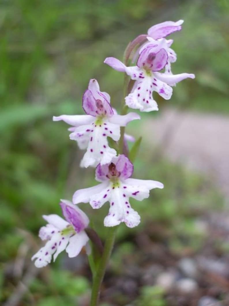 Orchids Wild and Rare, Round Leaf Orchid, Amerorchis Rotundifolia, Tiny ...