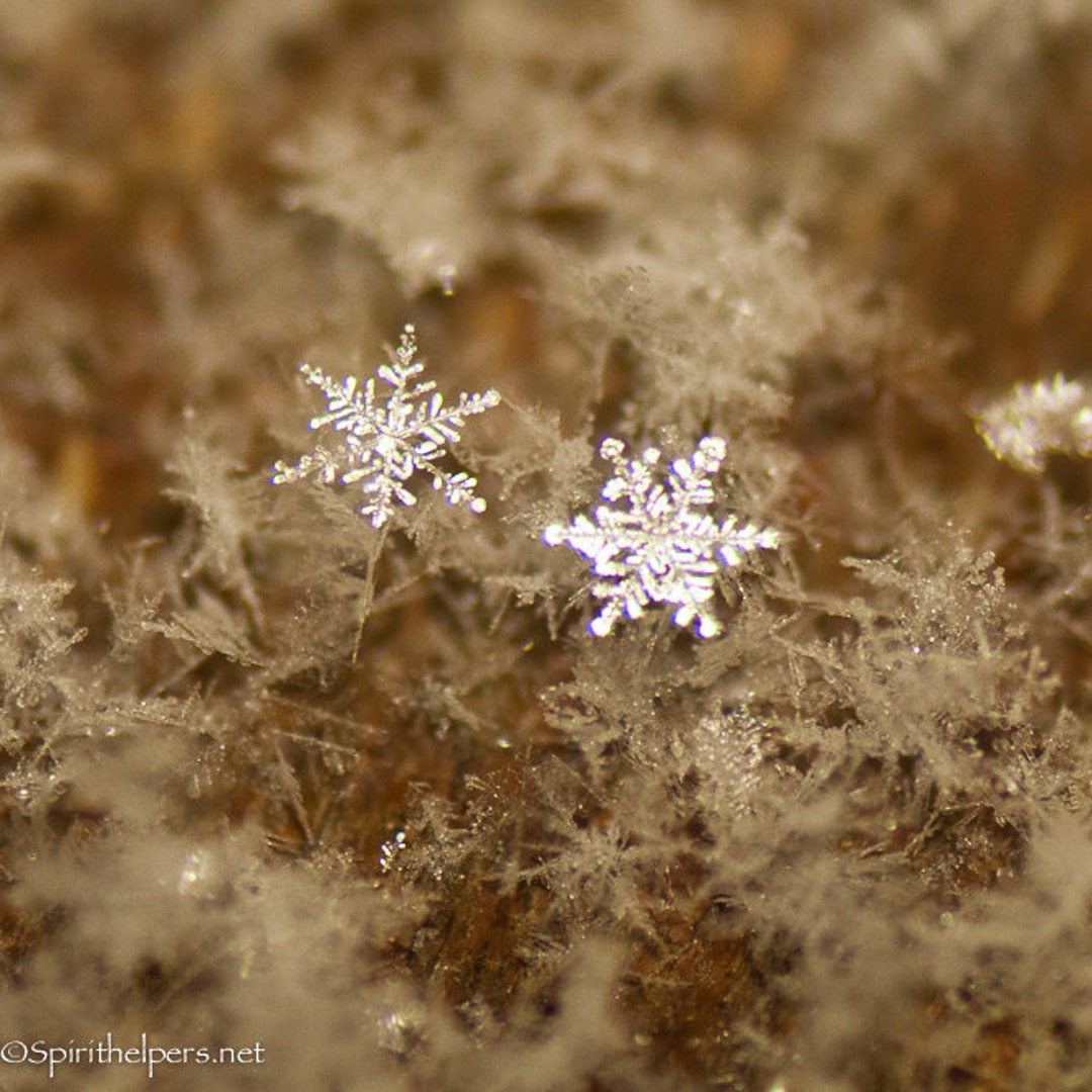 Two Snowflakes, Precious Couple, Romantic Photograph, Winter Charm ...