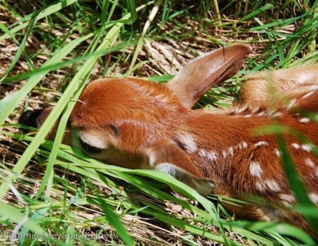 Young Fawn, Baby Deer, Forest Animal, Tiny Animal, Children's Art ...