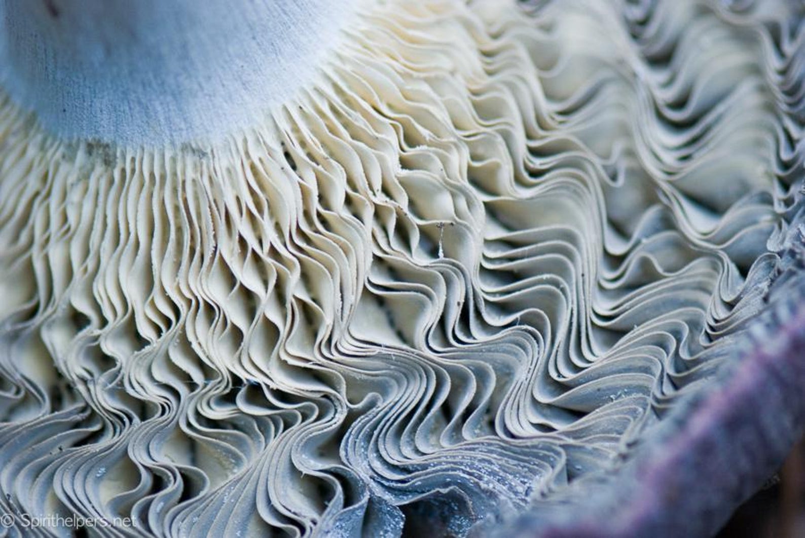 Mushroom Ruffles, Waves of Grace, Art in Nature, Fungi Macro Photograph ...