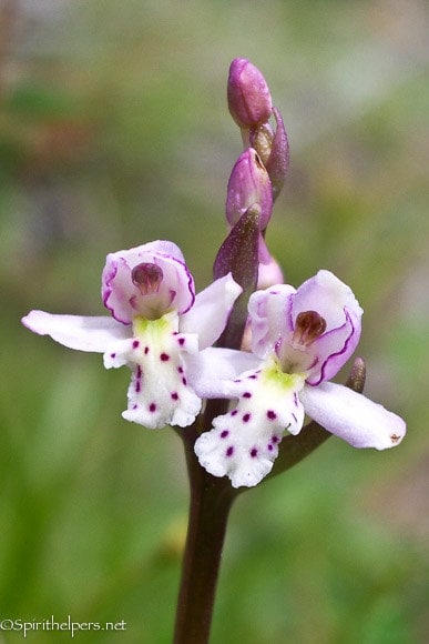 Round Leaf Orchid, Amerorchis Rotundifolia, Tiny Orchid, Montana Orchid ...