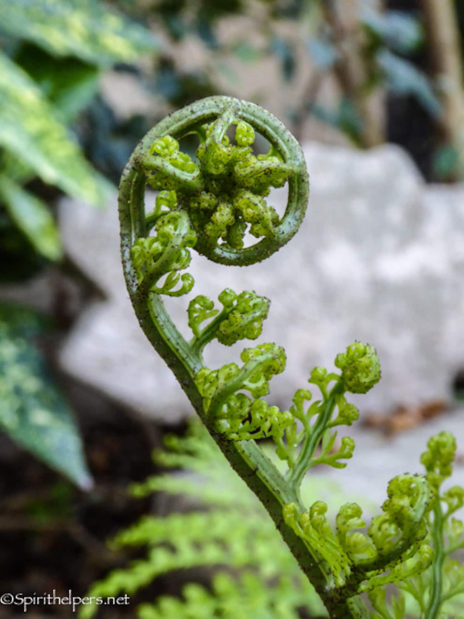 Sacred Spiral of a New Fern, Fibonacci Spiral in Nature, Greeting Card ...