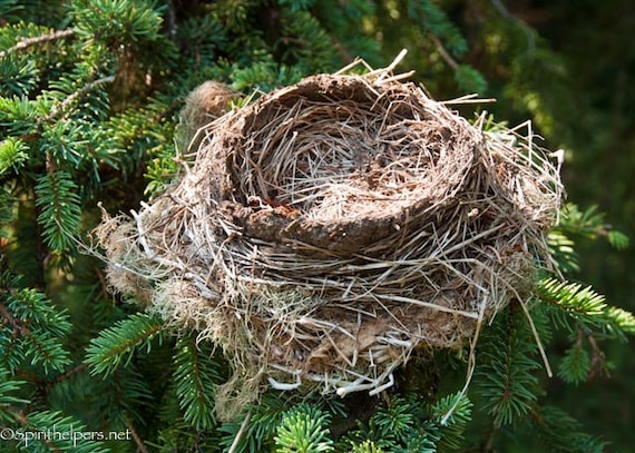 Promises of New Life Forest Nest Nest Woven by Birds Empty | Etsy