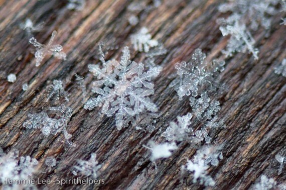 Tiny Snowflakes, Winter's Beauty, Ice Stars, Montana Snowflakes ...