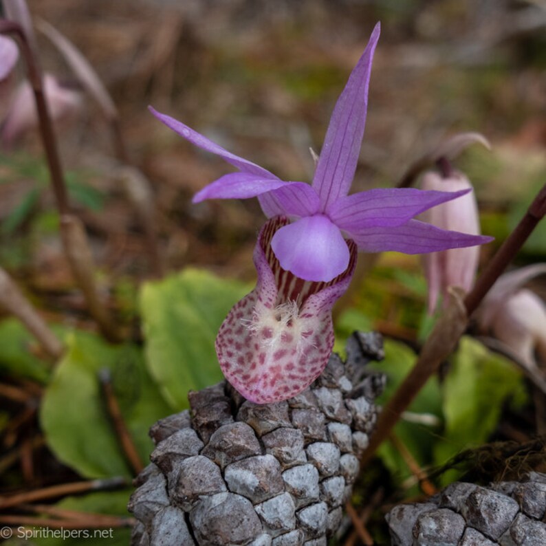 Calypso Orchid, Fairy Slipper Wildflower, Fairy Flower, Montana ...
