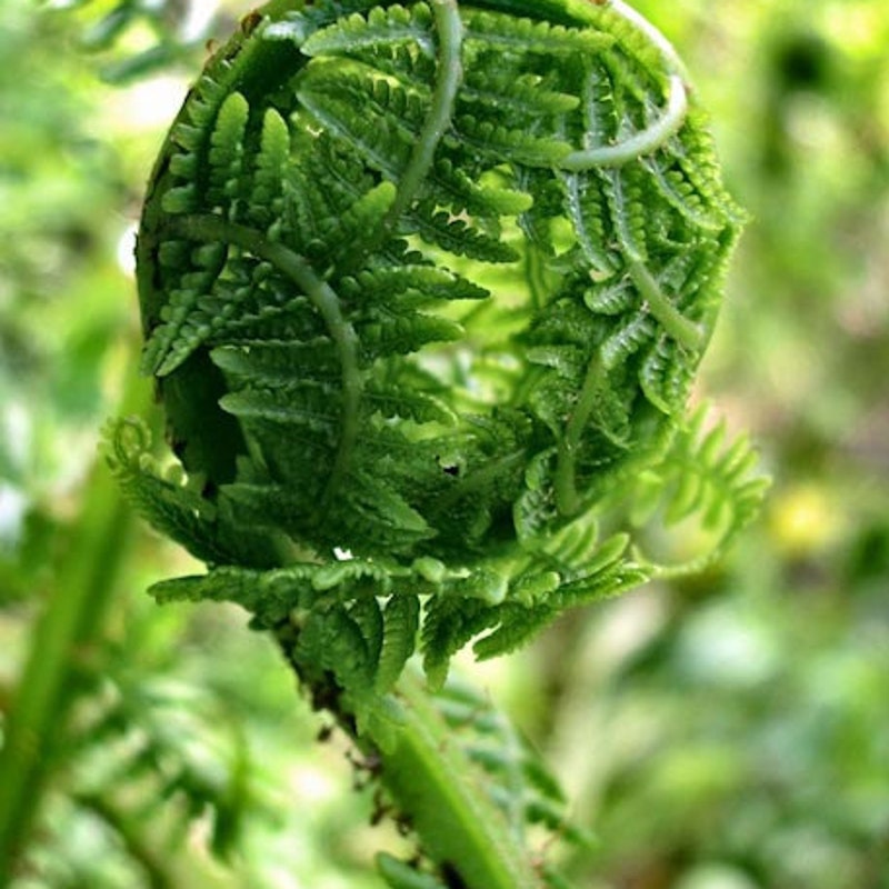 Fiddlehead Fern - Etsy