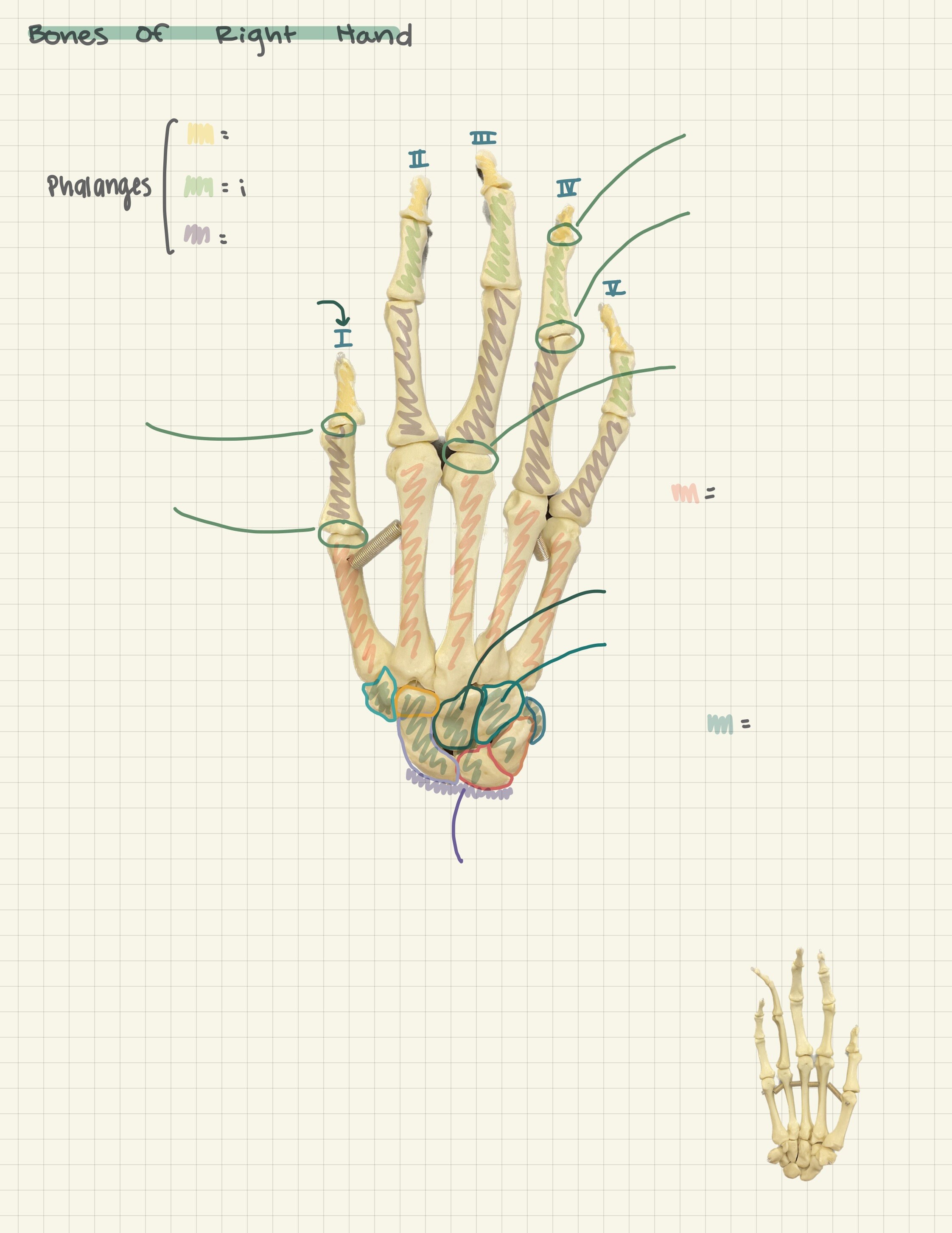 Digital Anatomy and Physiology Lab 1 Notebook - Pre Health Profession ...