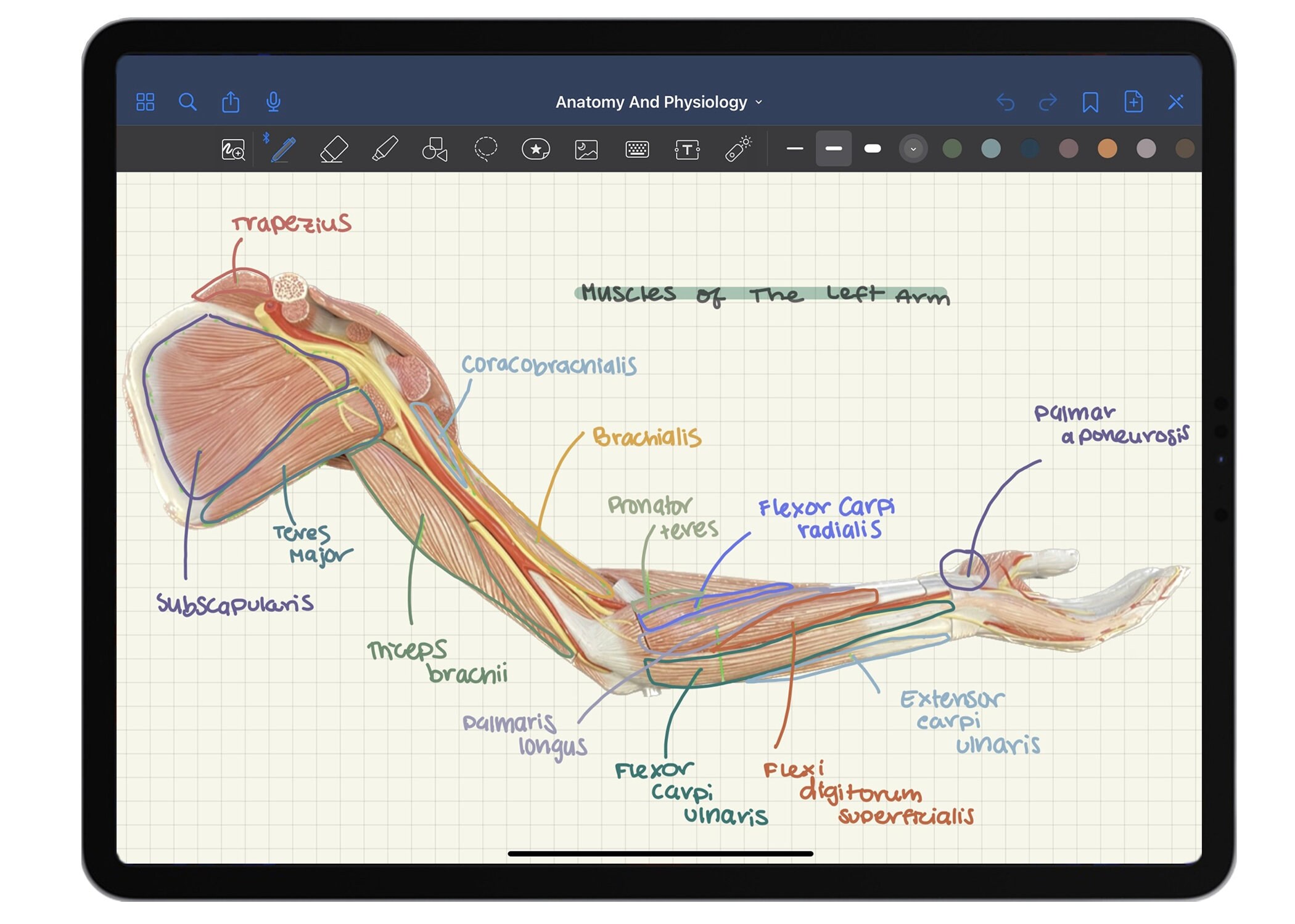 Digital Anatomy and Physiology Lab 1 Notebook - Pre Health Profession ...
