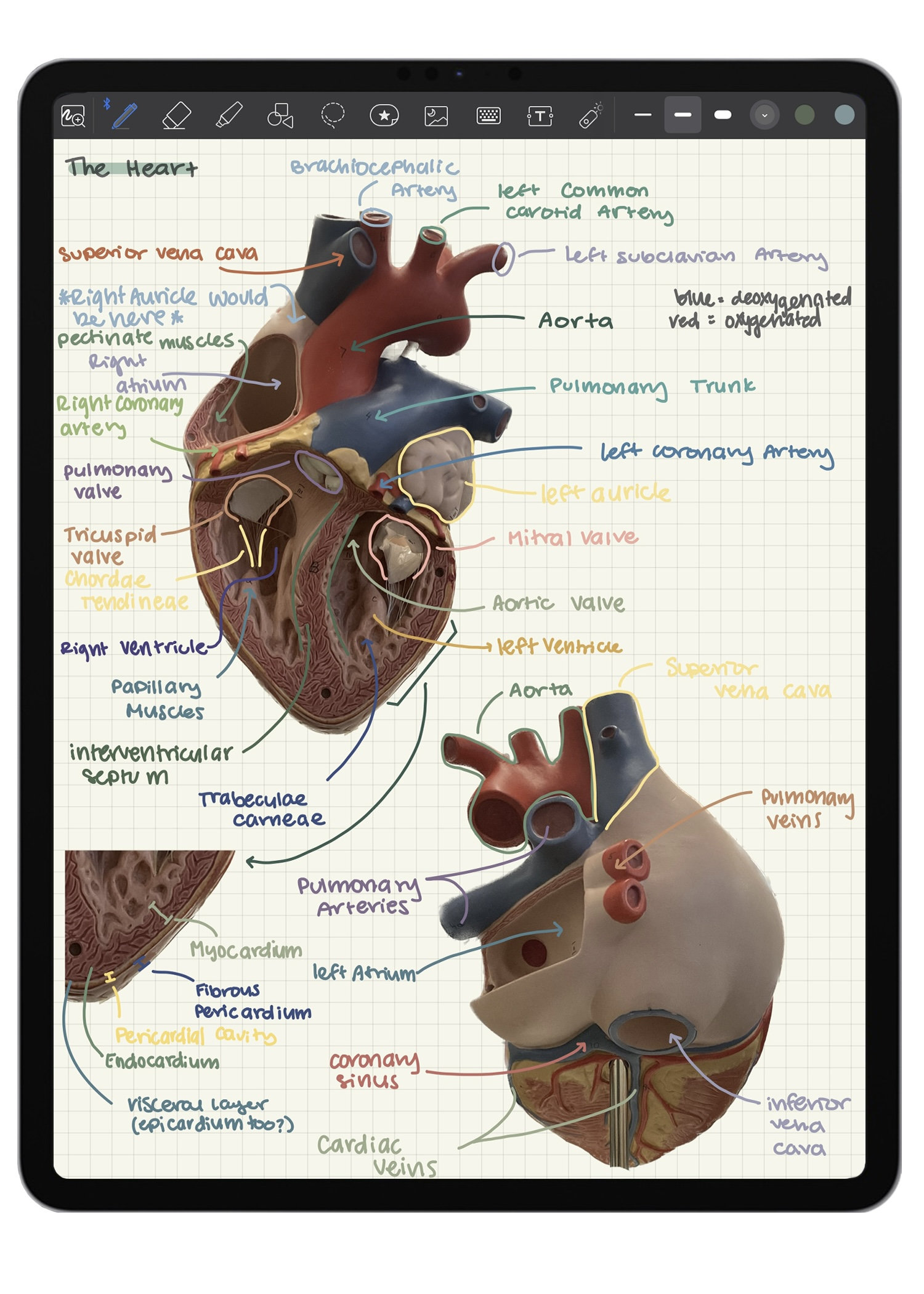 Digital Anatomy and Physiology Lab 1 Notebook - Pre Health Profession ...