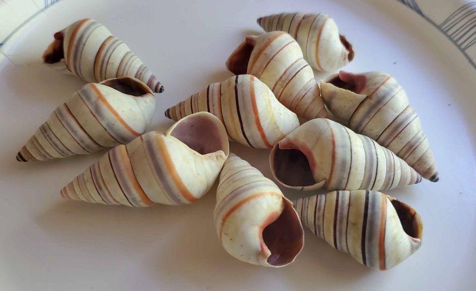 10 Colorful Haitian Tree Snail Shells - Etsy