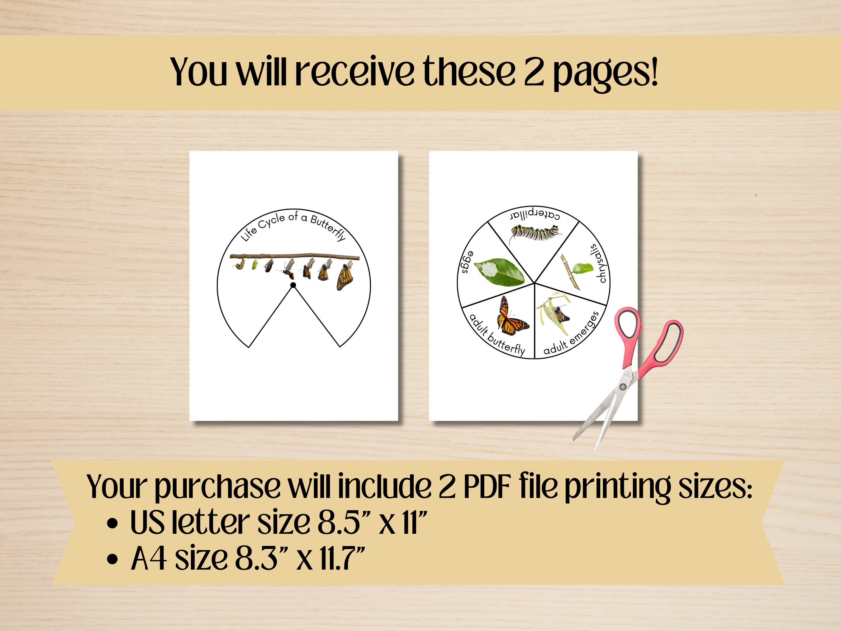 Butterfly Life Cycle Wheel Real Images Montessori Science Activity Unit ...