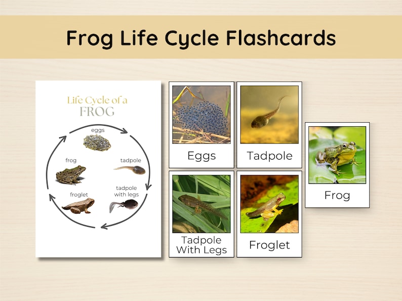 Frog Lifecycle Montessori Flashcards Real Images Printable Educational ...