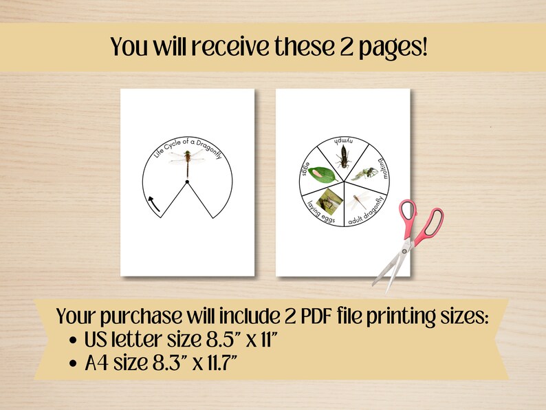 Dragonfly Life Cycle Wheel Real Images Montessori Science Activity Unit ...