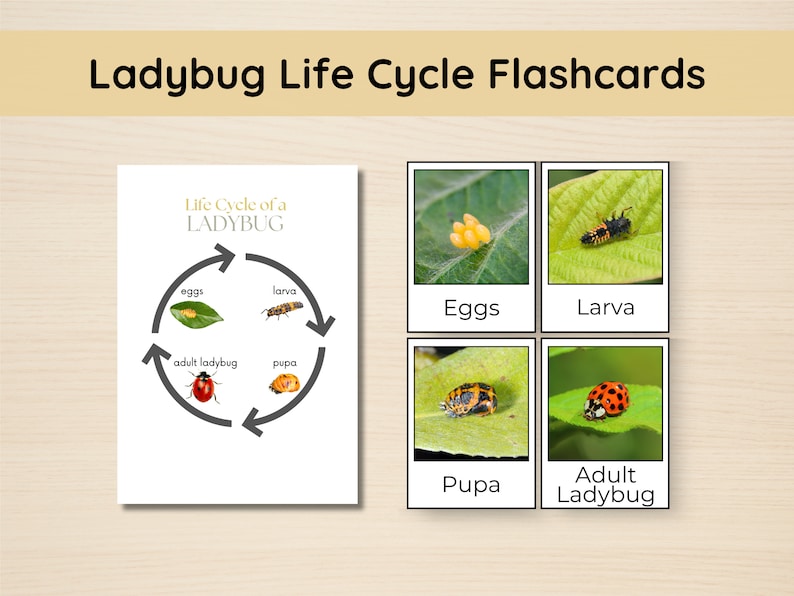 Ladybug Lifecycle Montessori Flashcards Real Images Printable ...