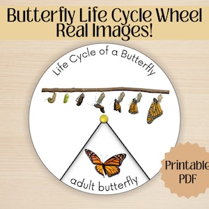 Butterfly Life Cycle Wheel Real Images Montessori Science Activity Unit ...