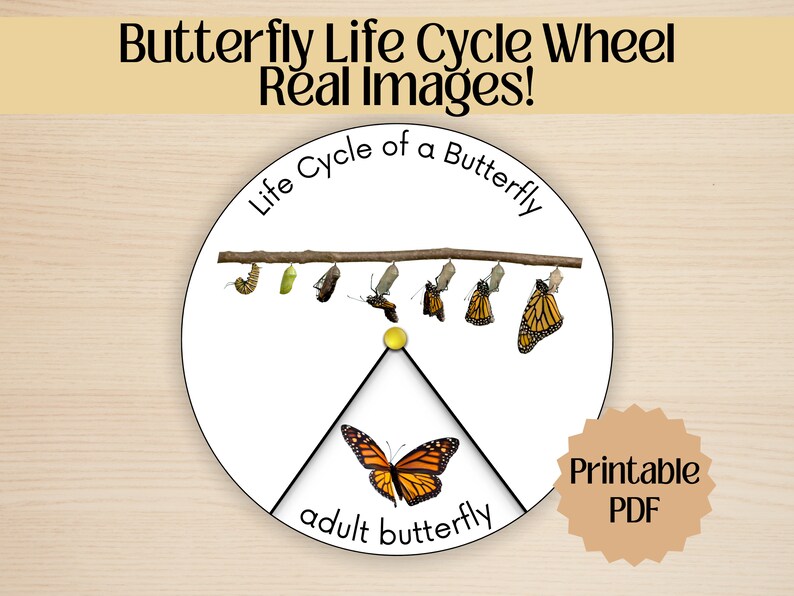 Butterfly Life Cycle Wheel Real Images Montessori Science Activity Unit ...