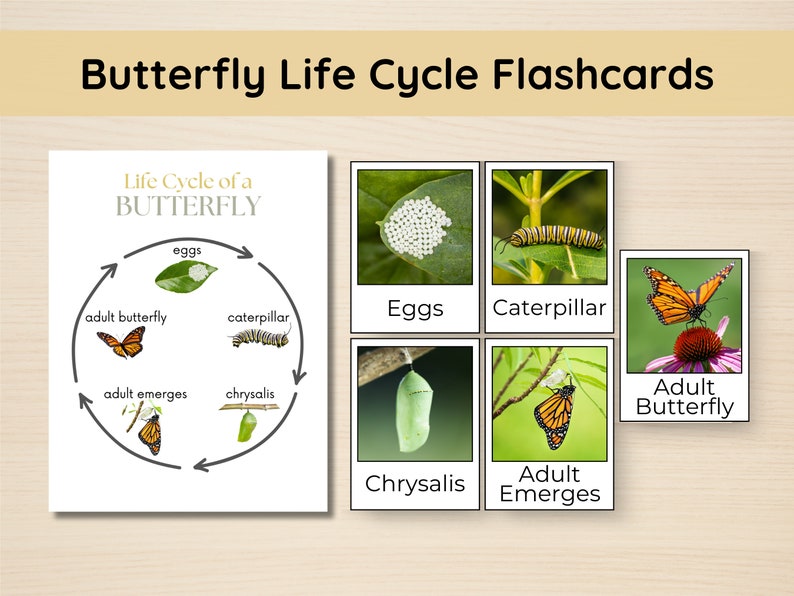 Life Cycle of a Butterfly Montessori Flashcards Real Images Printable ...