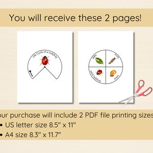 Ladybug Life Cycle Wheel Real Images Montessori Science Activity Unit ...