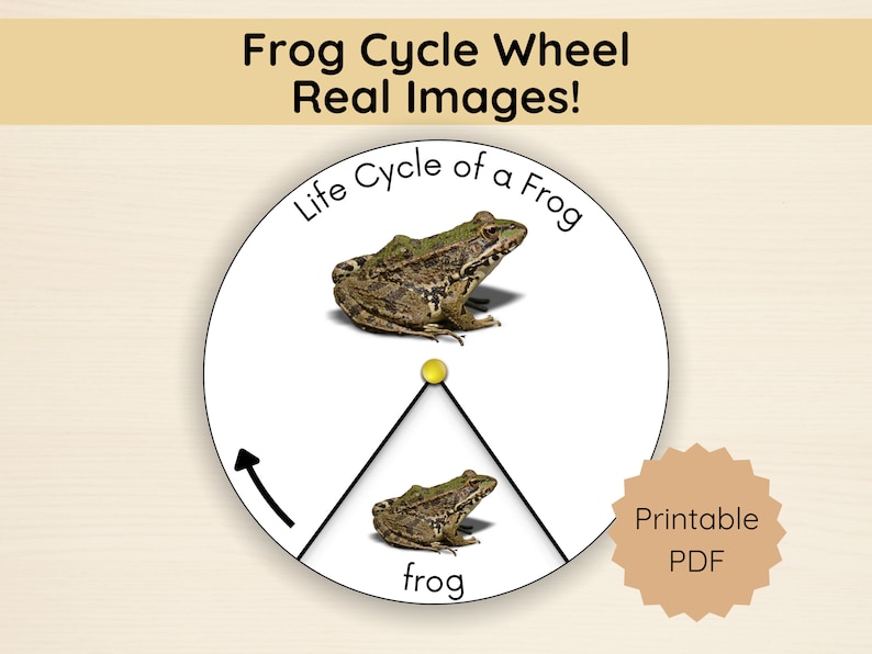 Frog Life Cycle Wheel Real Images Montessori Science Activity Unit ...
