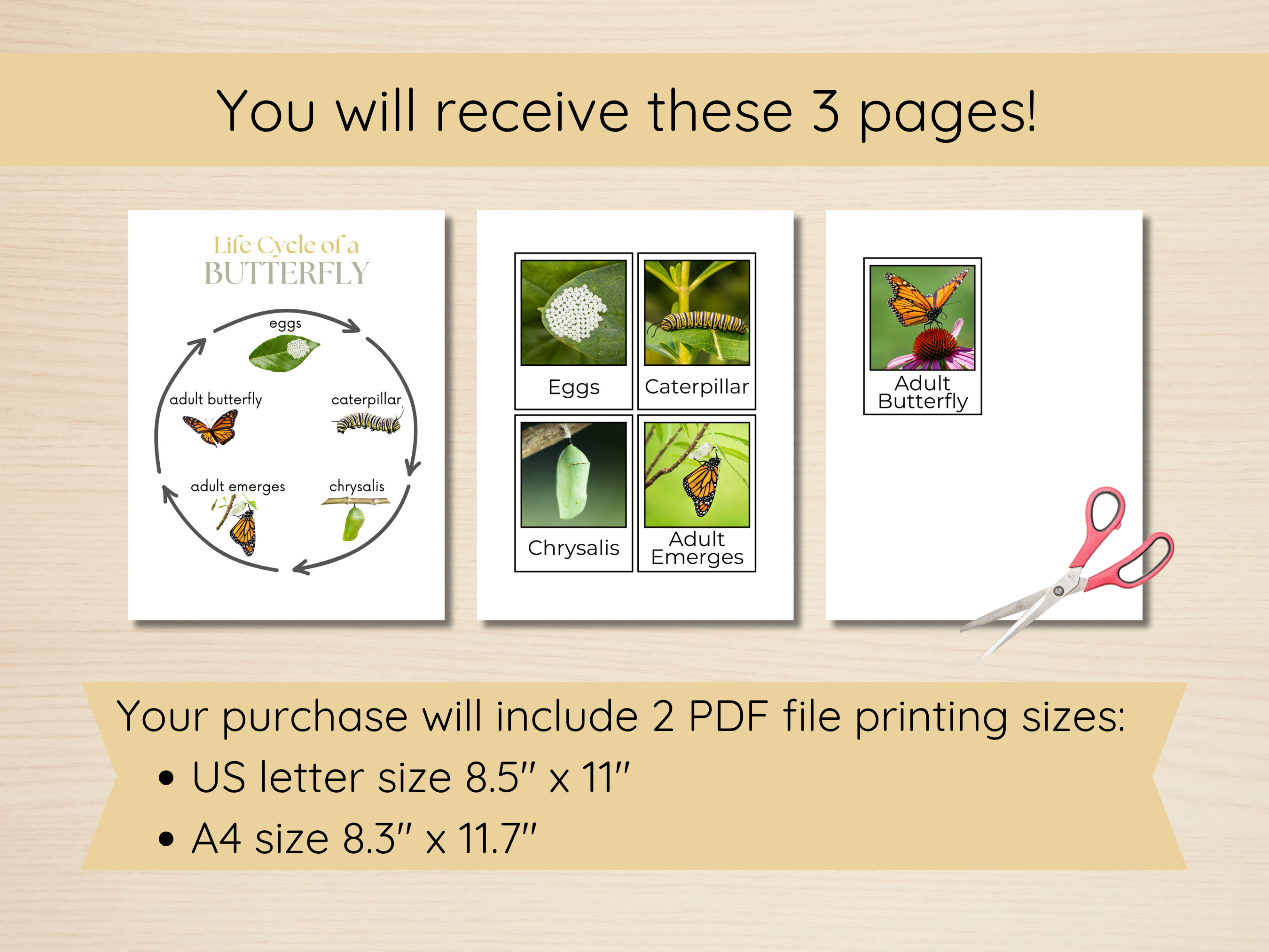 Life Cycle of a Butterfly Montessori Flashcards Real Images Printable ...