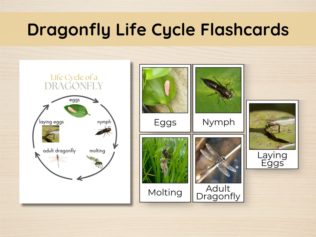 Dragonfly Lifecycle Montessori Flashcards Real Images Printable ...