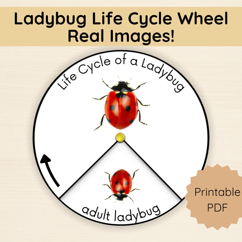 Life Cycle of a Ladybug - Etsy