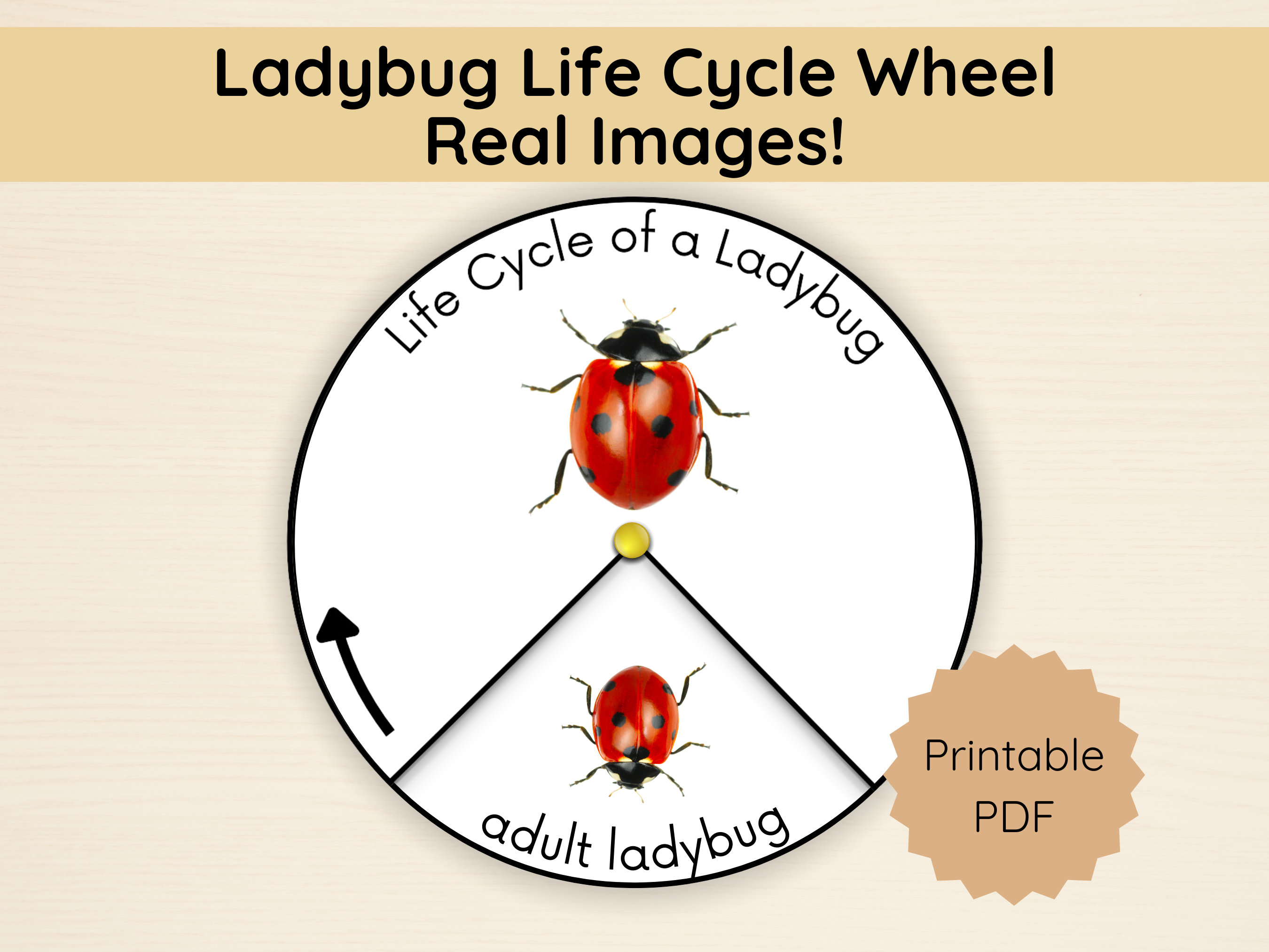 Ladybug Life Cycle Wheel Real Images Montessori Science Activity Unit ...