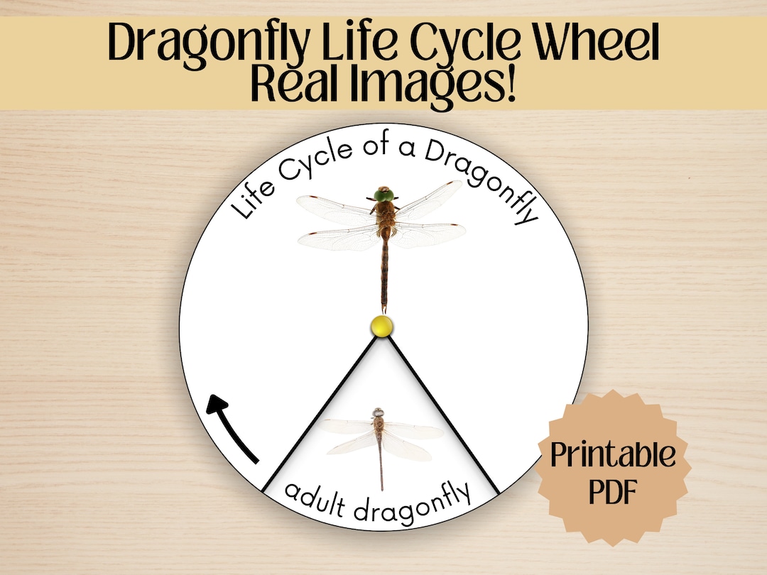 Dragonfly Life Cycle Wheel Real Images Montessori Science Activity Unit ...