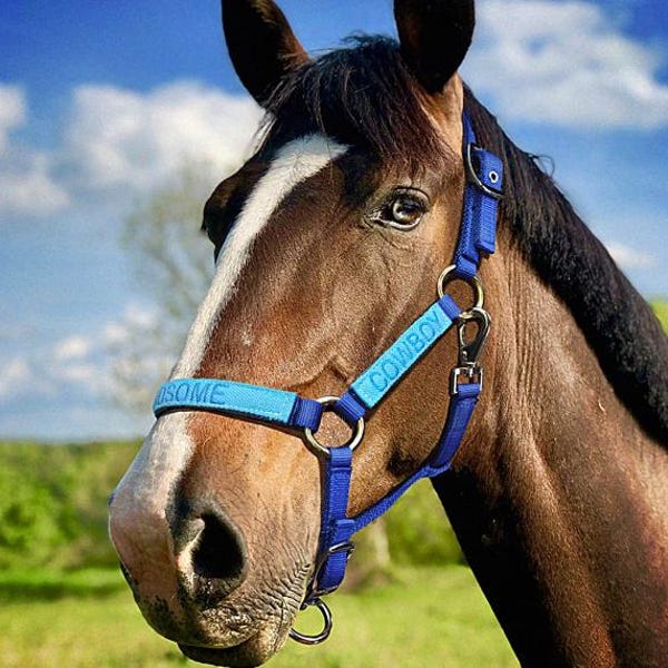 Custom Horse Halter - Etsy