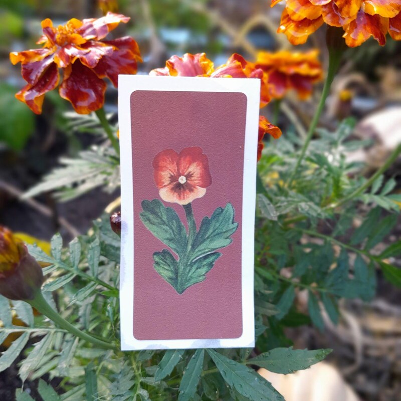 Pansy Decals - Etsy