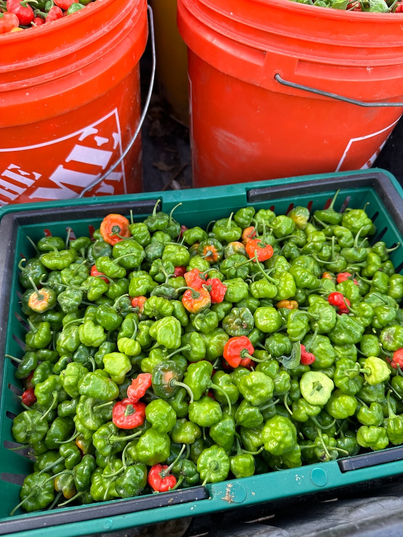 Aji Cachucha / Aji Dulce sweet Pepperfresh Whole Pepper - Etsy