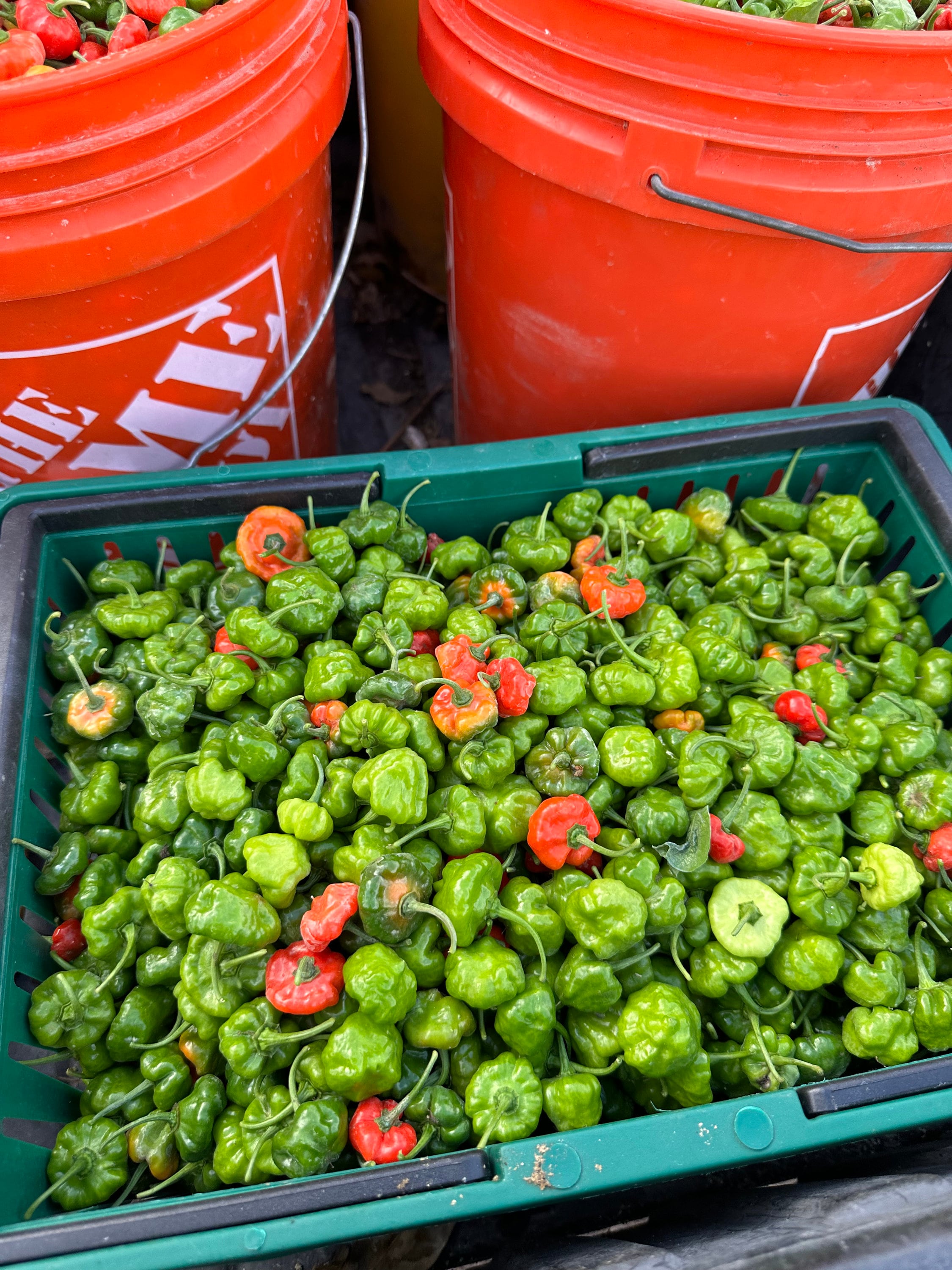 Aji Cachucha / Aji Dulce sweet Pepperfresh Whole Pepper - Etsy