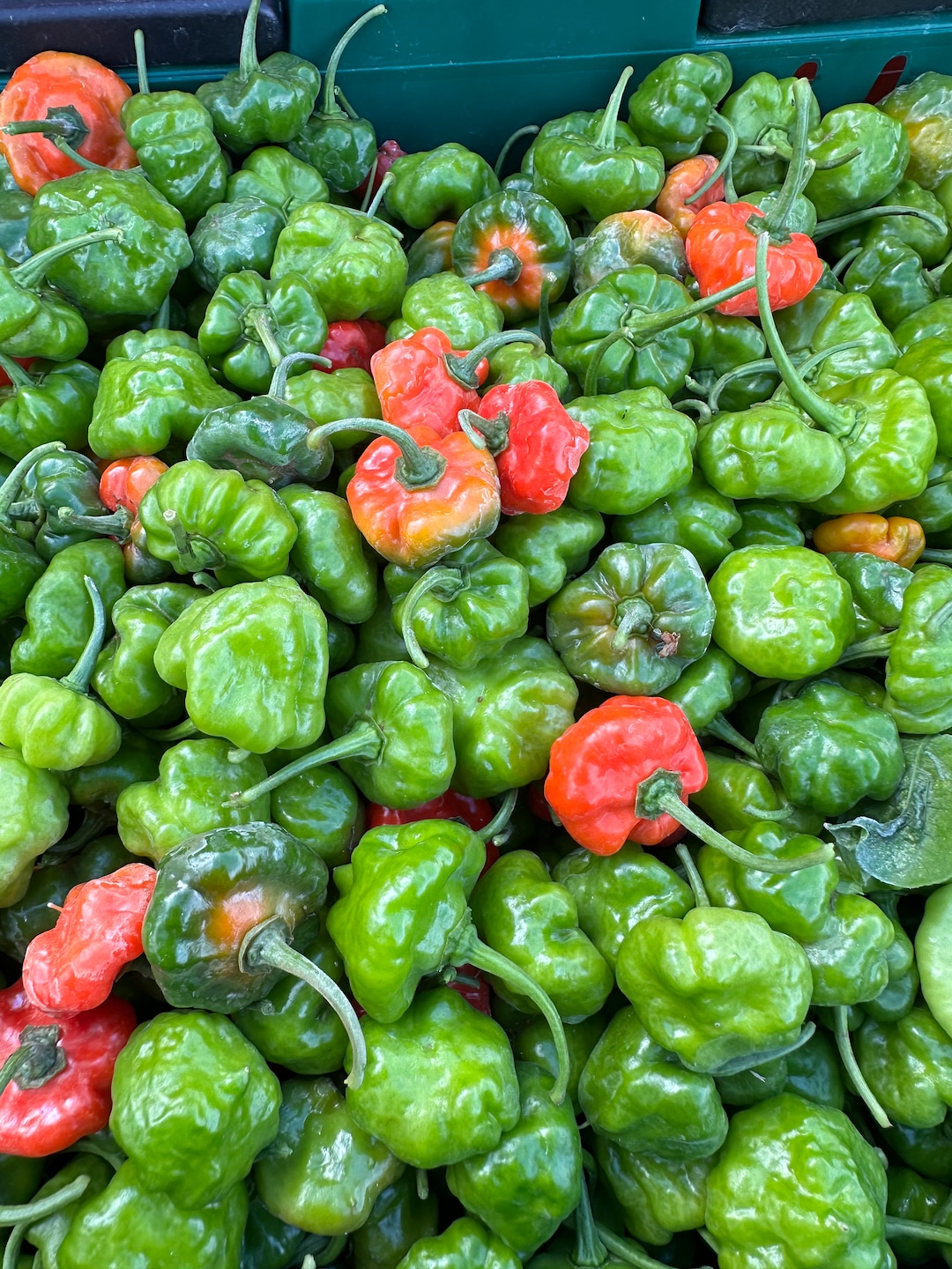 Aji Cachucha / Aji Dulce (sweet Pepper)(fresh Whole Pepper) 4 Ounce Bag ...