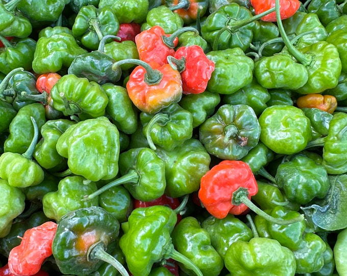 Aji Cachucha / Aji Dulce (sweet Pepper)(fresh Whole Pepper) - Etsy