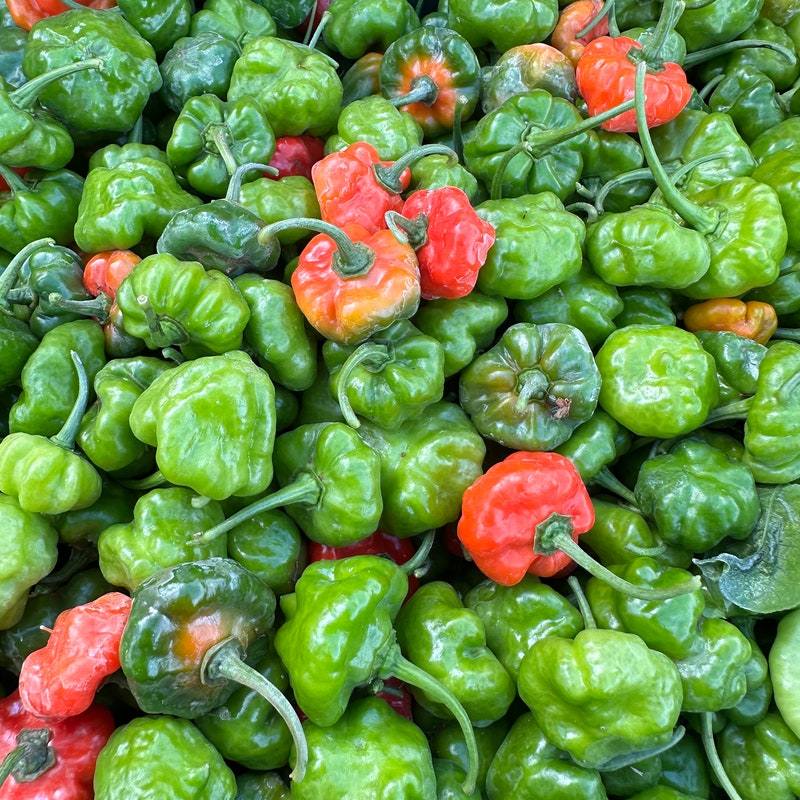 Aji Cachucha - Etsy