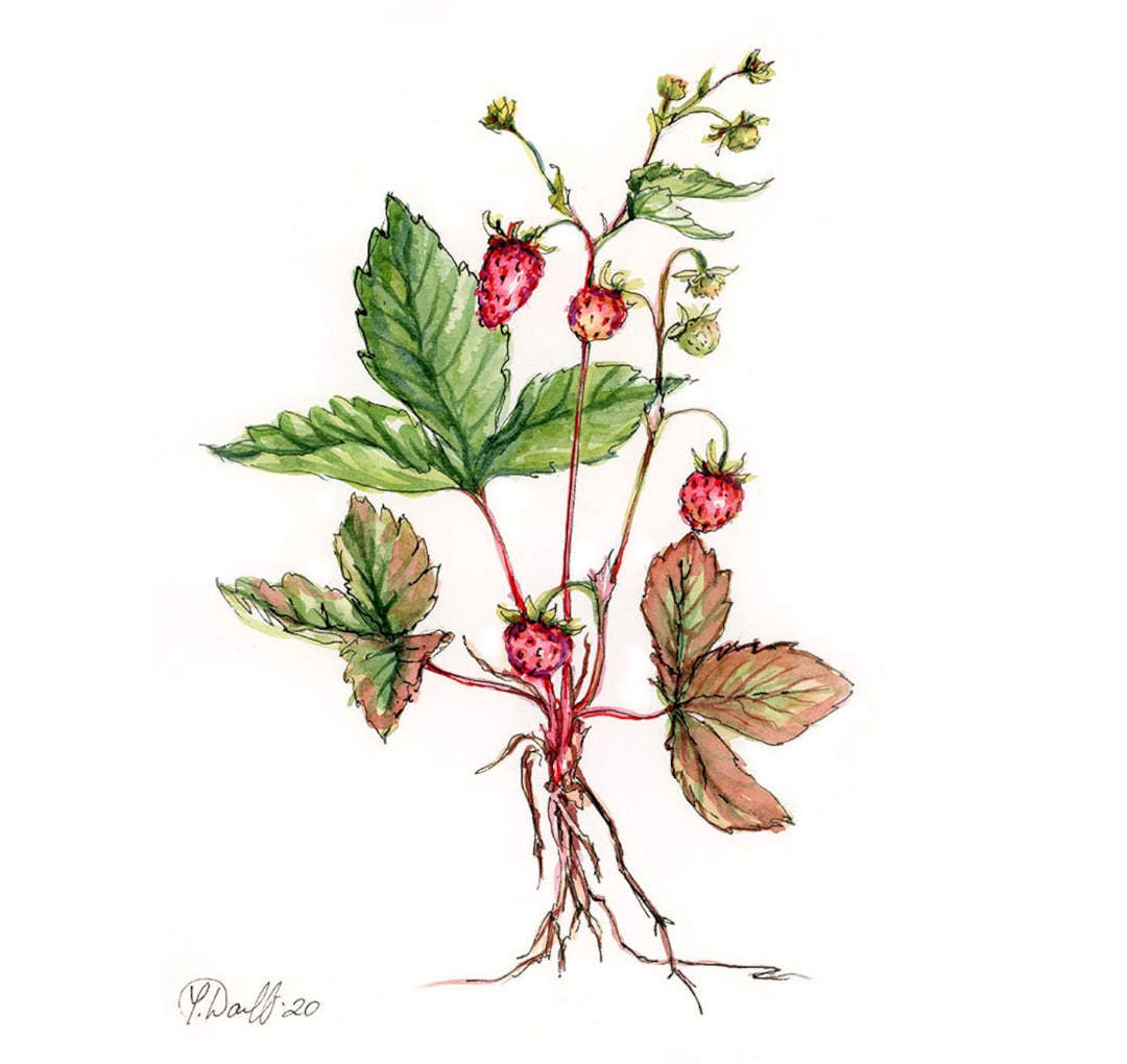 Wild Strawberry Botanical Illustration- Art Print of Original ...