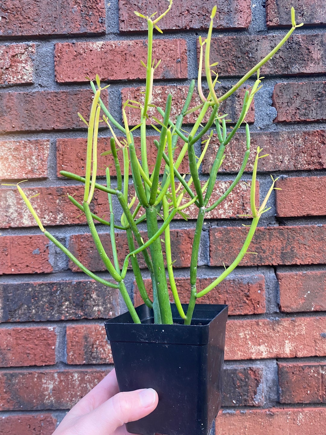 Euphorbia Tirucalli ‘fire Sticks’ | Pencil Cactus |live Succulent Plant ...