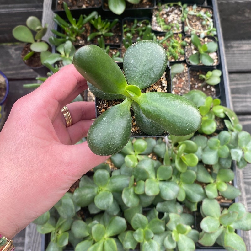 Large Jade Plant - Etsy