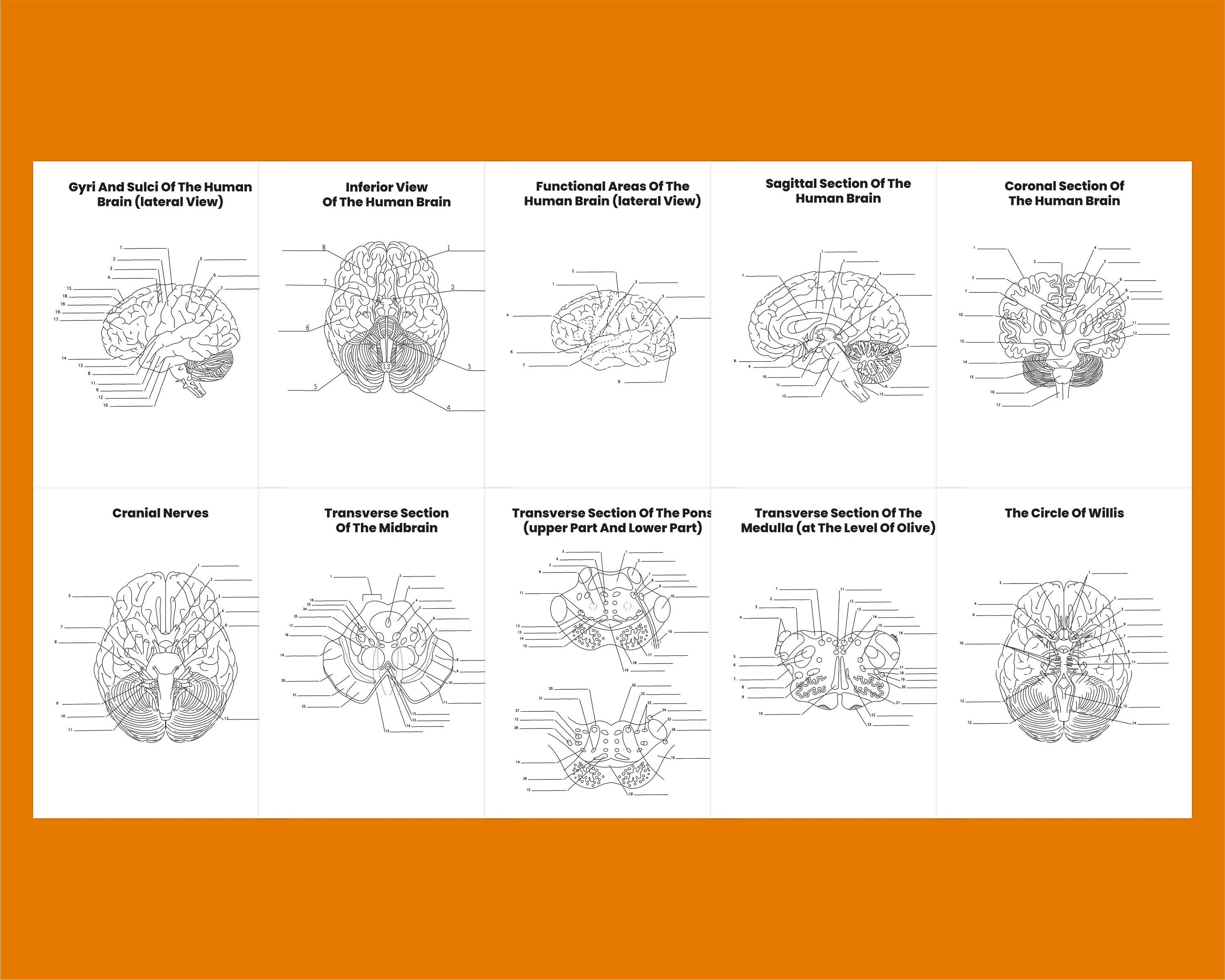 Printable Neuroanatomy Coloring Book, Human Brain Fun Activity Book for ...