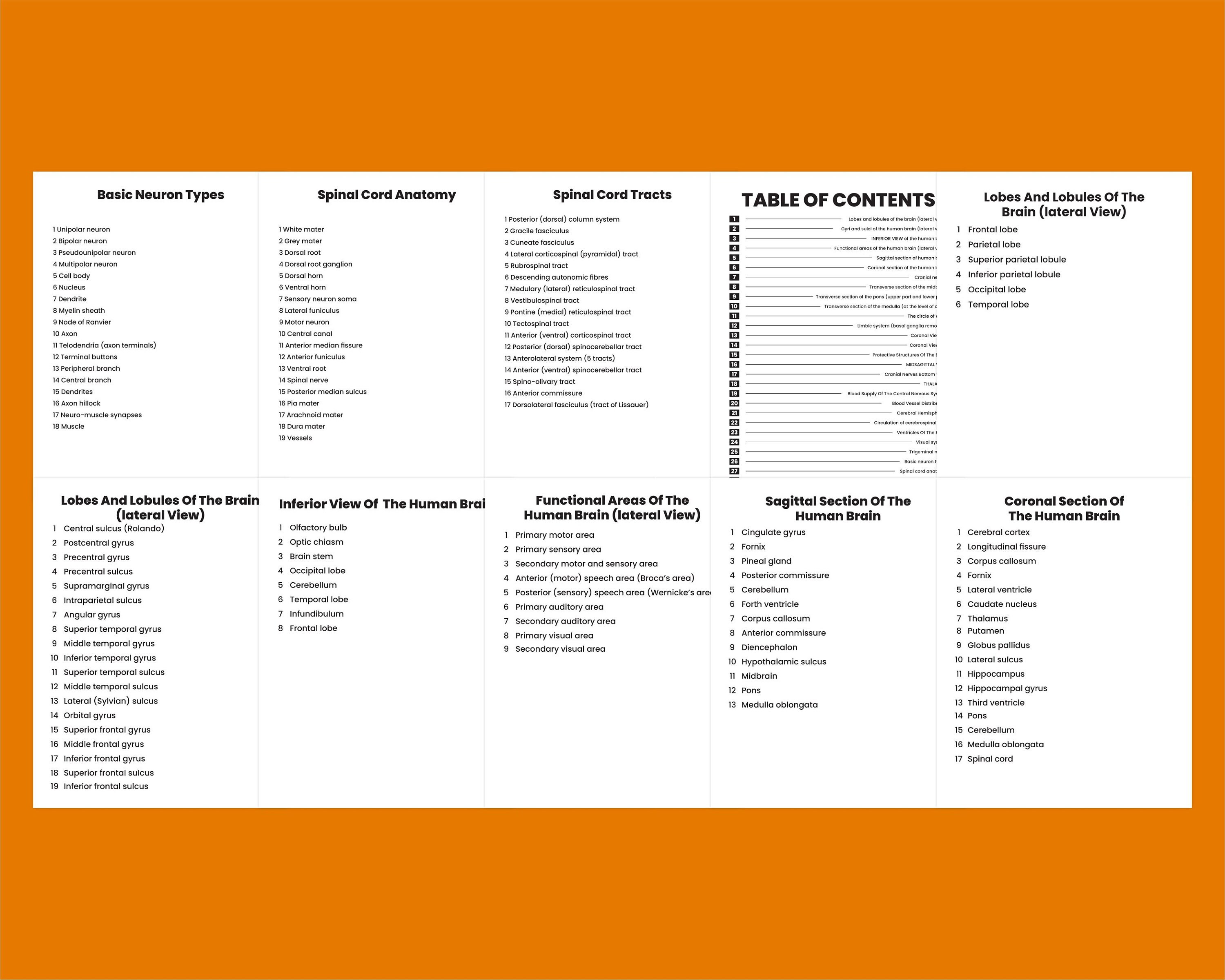 Printable Neuroanatomy Coloring Book, Human Brain Fun Activity Book for ...