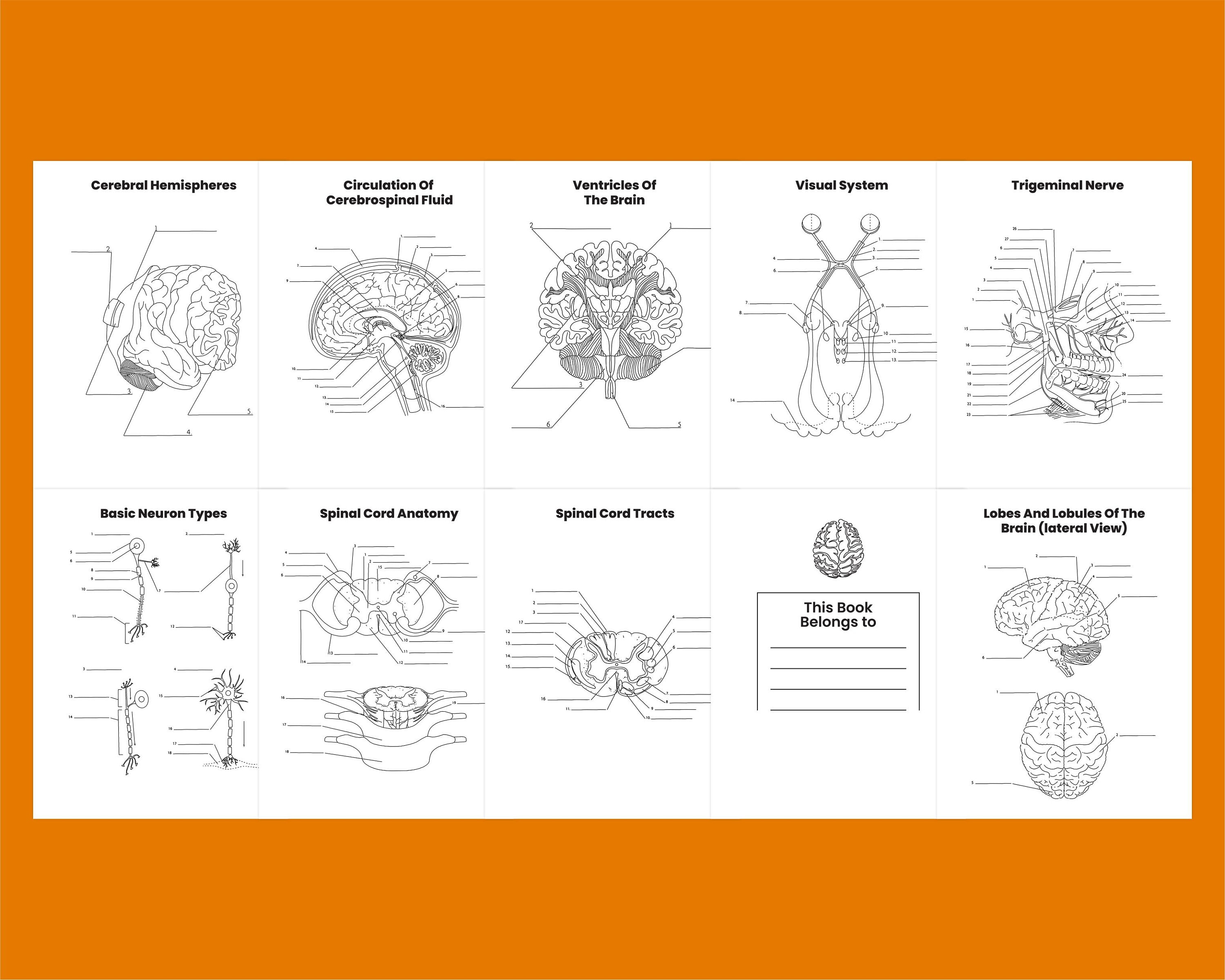 Printable Neuroanatomy Coloring Book, Human Brain Fun Activity Book for ...