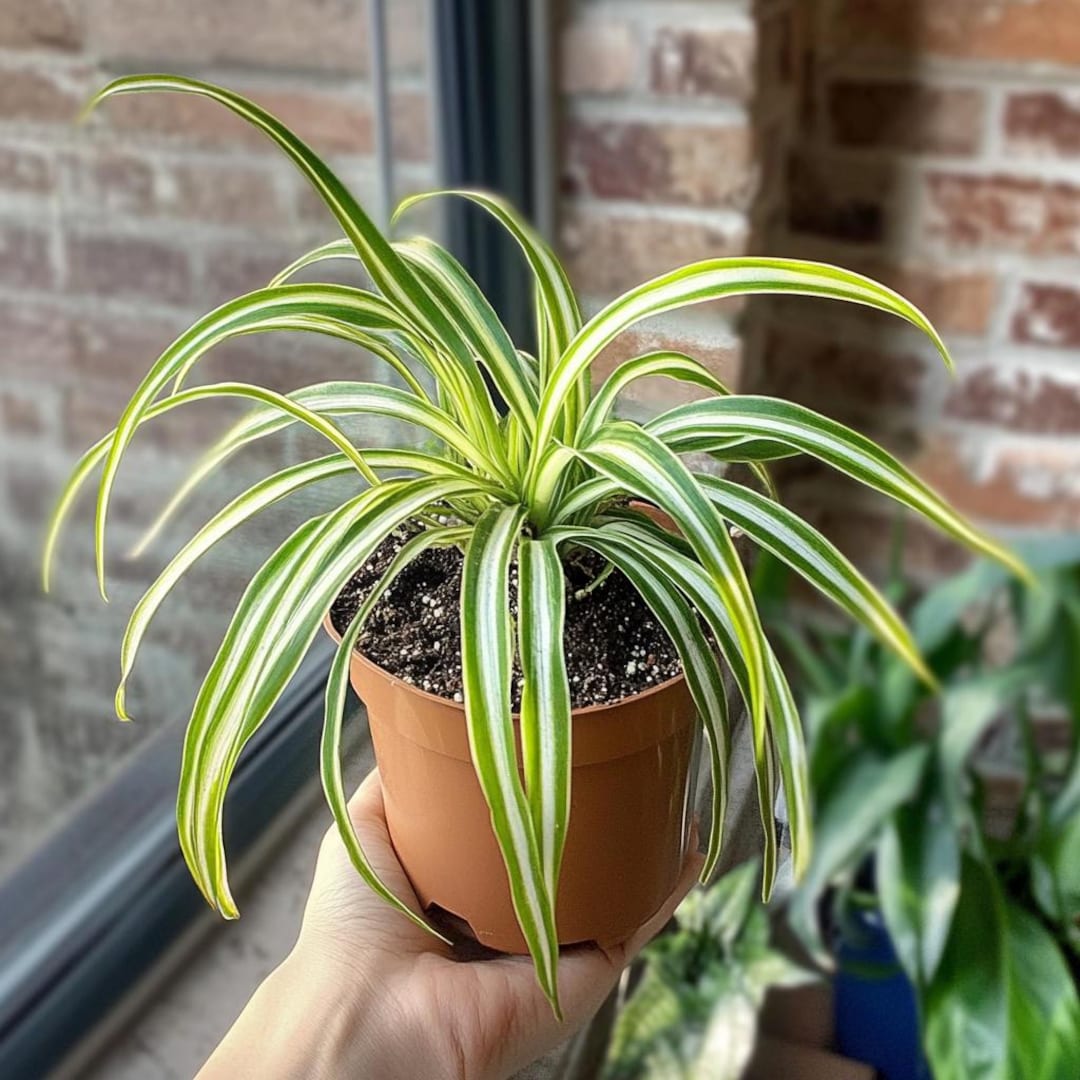 Variegated Spider Plant in 4" Nursery Pot | Chlorophytum Comosum - Etsy