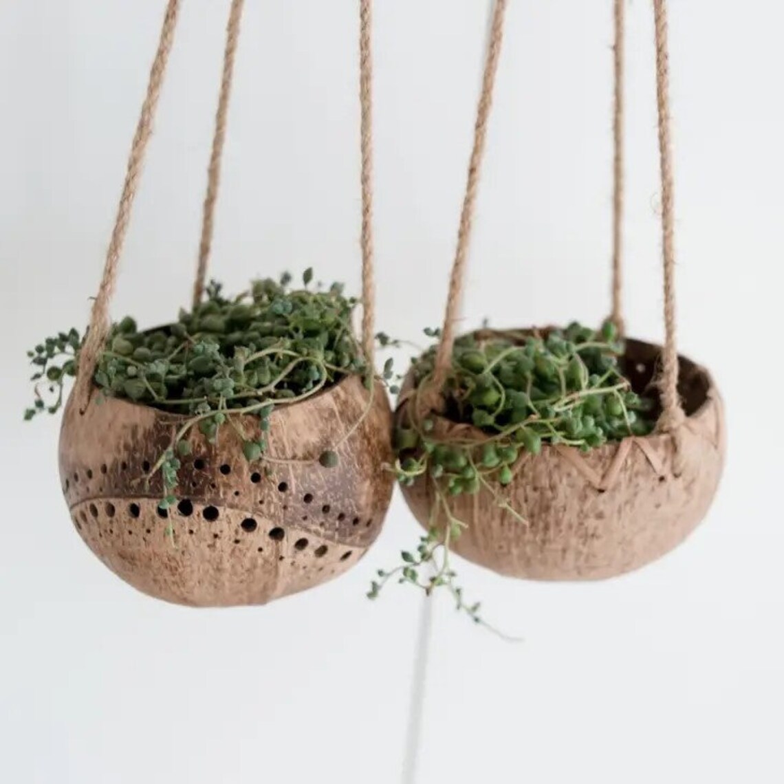 Coconut Hanging Pot Wave or Classic Indoor Planter Eco Friendly ...