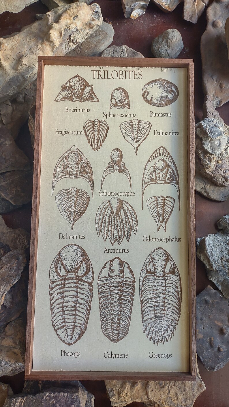 Trilobite Fossil Identification Chart Number 2 on Wood With Walnut ...