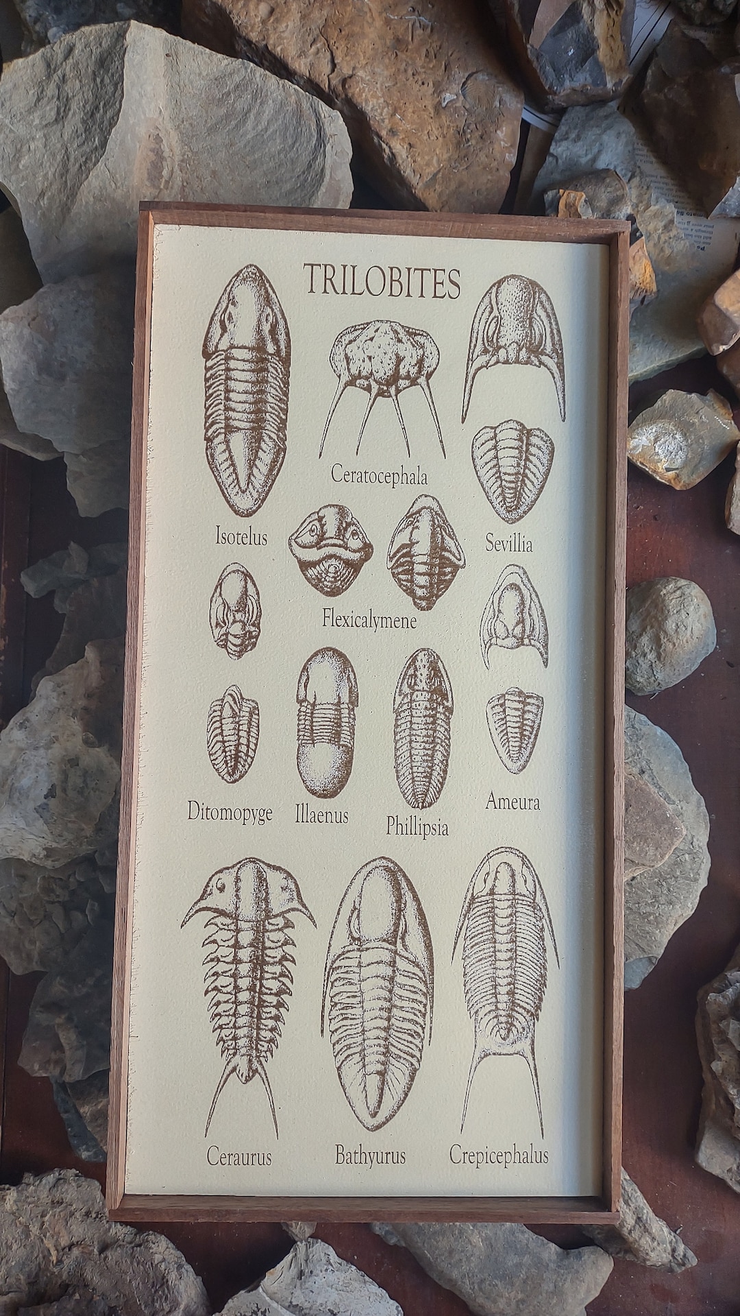 Trilobite Fossil Identification Chart Number 1 on Wood With Walnut ...