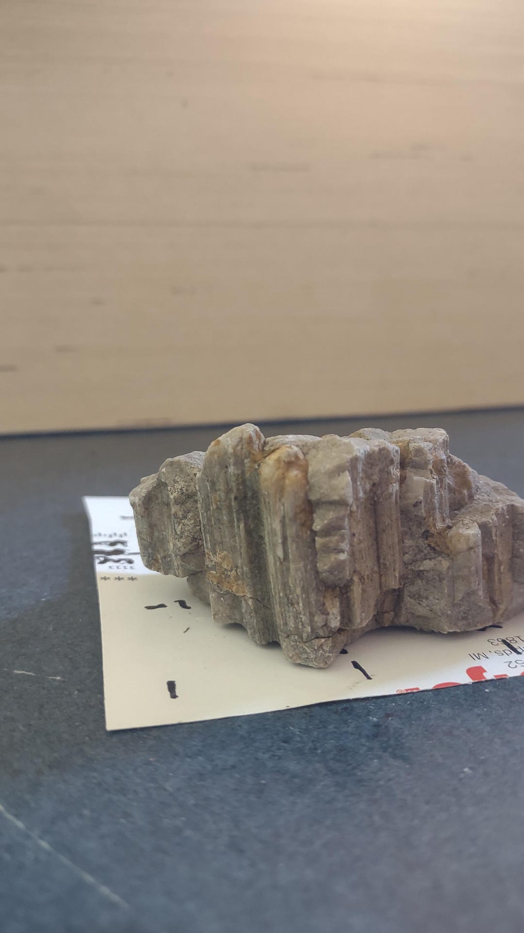 Naturally Forming Columbus Limestone Styolite Geology Fossil ...