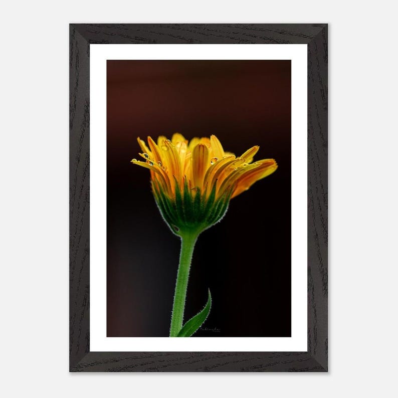 Calendula Flower Photo With Premium Wooden Framed Poster, Premium Matte ...