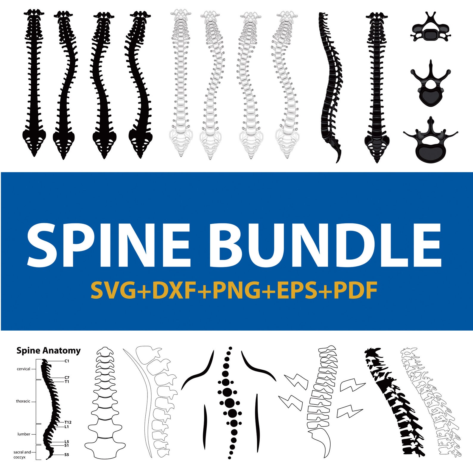Spine Svg Bundle, Human Spine Svg, Anatomy Spine, Physiotherapy Svg ...