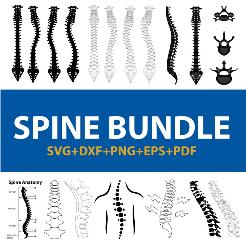 Spine Svg Bundle, Human Spine Svg, Anatomy Spine, Physiotherapy Svg ...