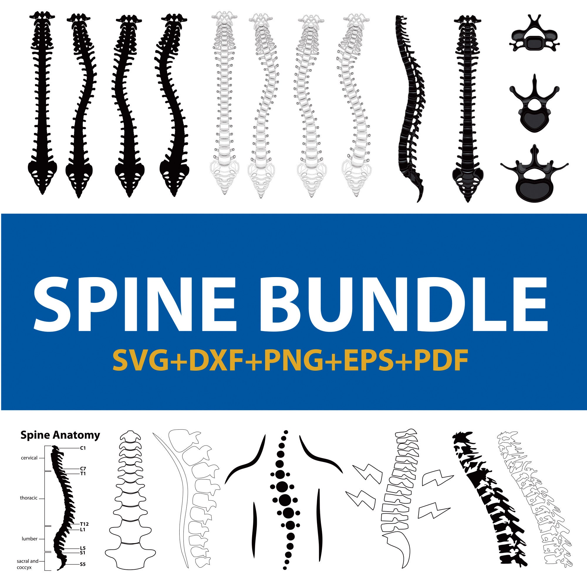 Spine Svg Bundle, Human Spine Svg, Anatomy Spine, Physiotherapy Svg ...